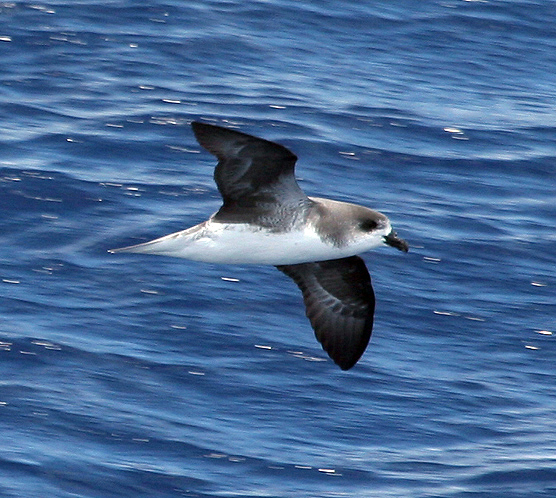 Fea's Petrel