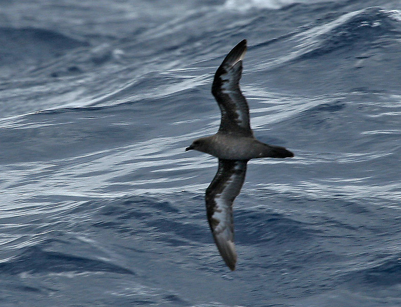 Trindade Petrel