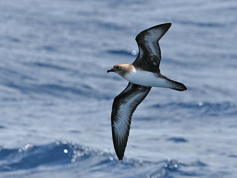Trindade Petrel