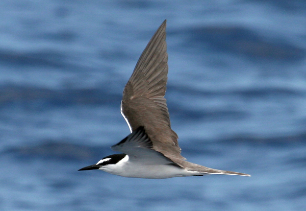 Bridled Tern Adult